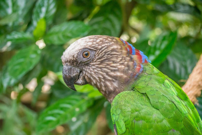 Red-fan parrot stock photo. Image of green, tropical - 64247524