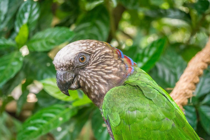 Red-fan parrot stock image. Image of bird, parrot, domestic - 64247541