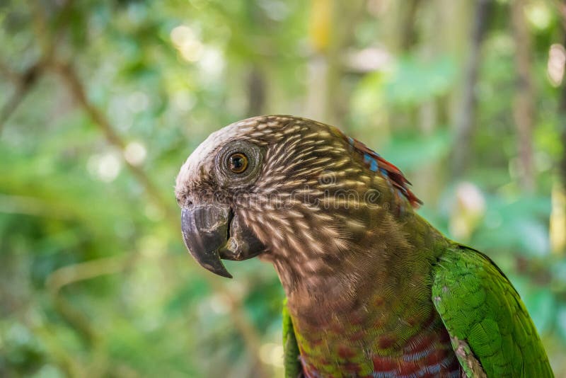 Red-fan parrot stock photo. Image of parrot, tropical - 64247556