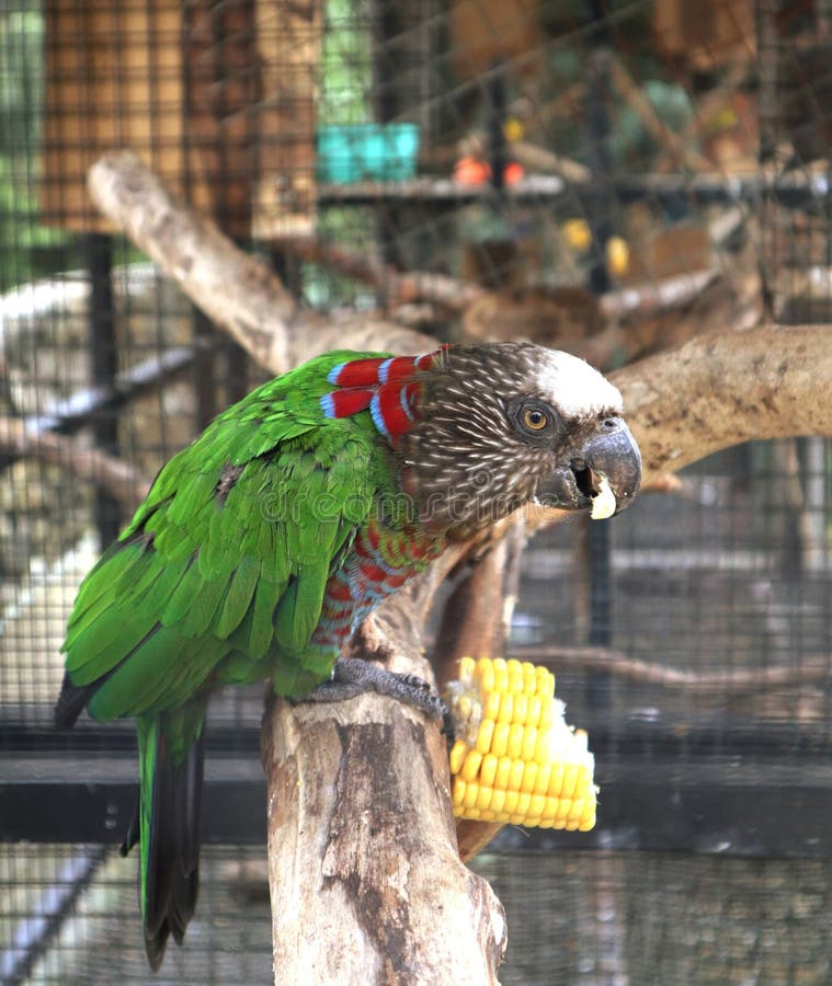 Red fan parrot stock image. Image of budgie, wildlife - 317358899