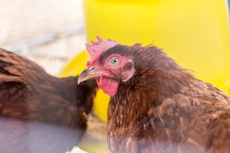 Red, farm chickens stock photo. Image of female, brown - 68955236