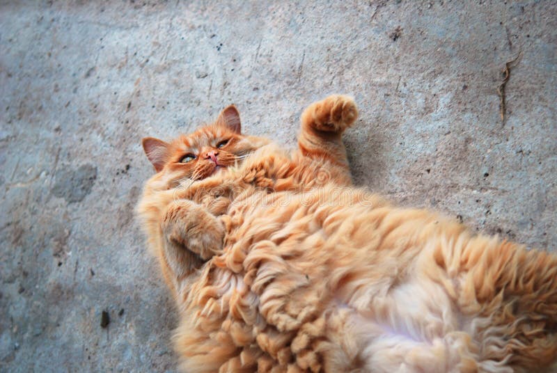 Red Fat Cat Lying on His Back Stock Image - Image of funny, curiosity ...