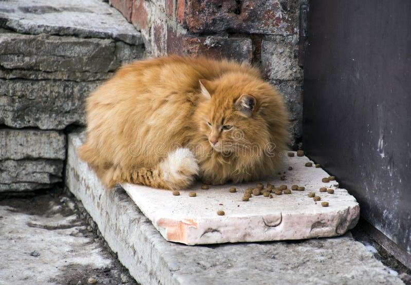 Red fat cat stock photo. Image of fluffy, abandoned, vagrant - 69486710