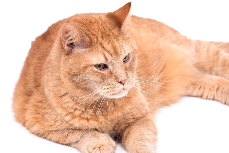 Red fat cat stock photo. Image of white, kitty, beautiful - 68811562
