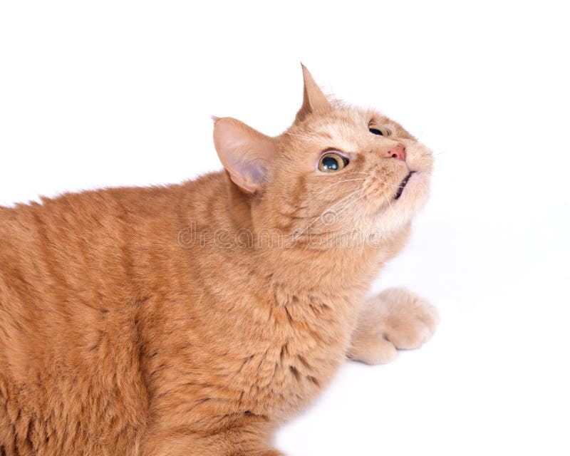 Red Fat Cat on White Background Stock Photo - Image of eyes, cats: 68062452