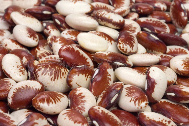 Red fava beans stock photo. Image of health, healthy - 190353068