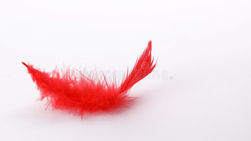 Red feather stock photo. Image of quill, levitate, white - 10981038