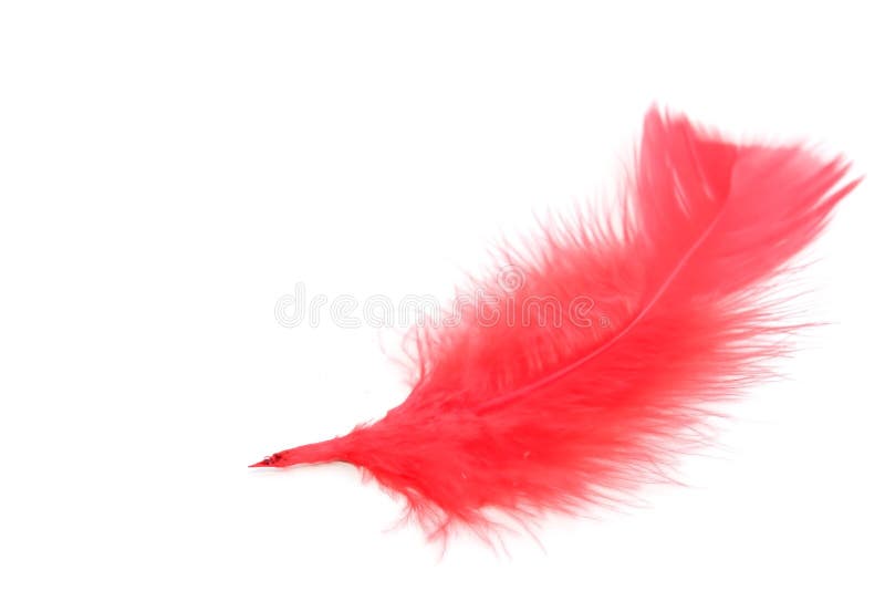 Red feather stock photo. Image of pattern, lightly, avian - 12626778
