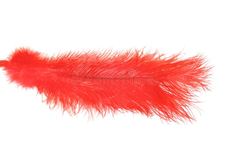 Red feather stock photo. Image of abstract, waft, bird - 16055830