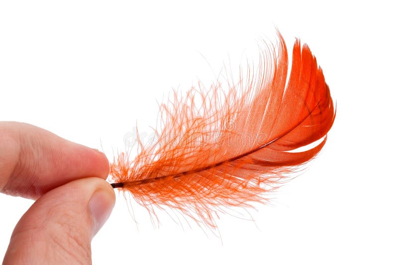 Red Feather stock image. Image of closeup, bird, wing - 13959639