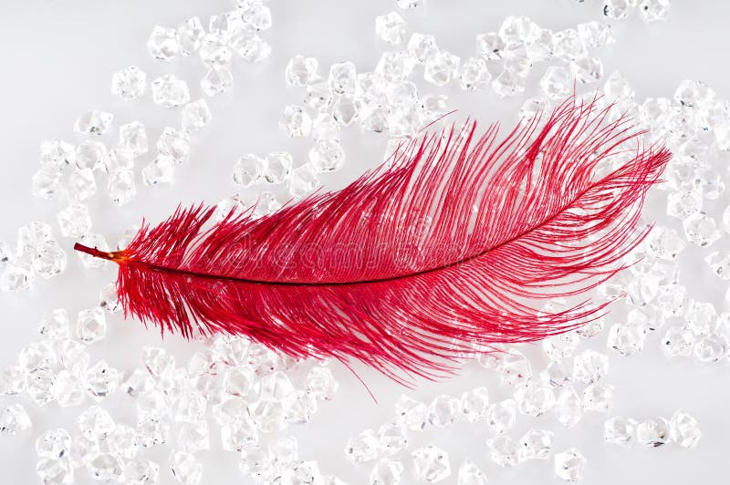 Red feather stock image. Image of animal, single, natural - 23557101