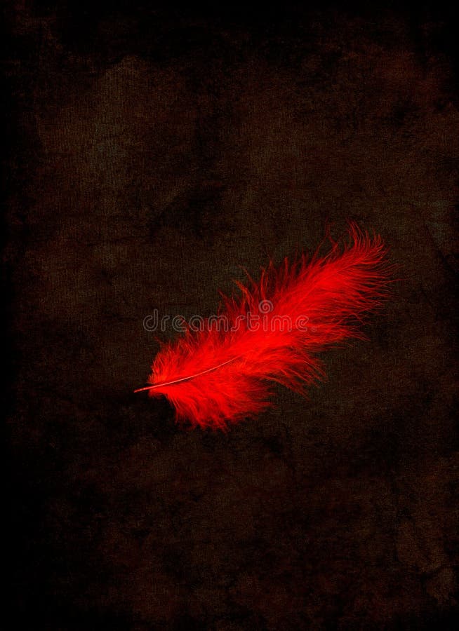 Red feather stock photo. Image of elegance, elegant, festive - 22937086