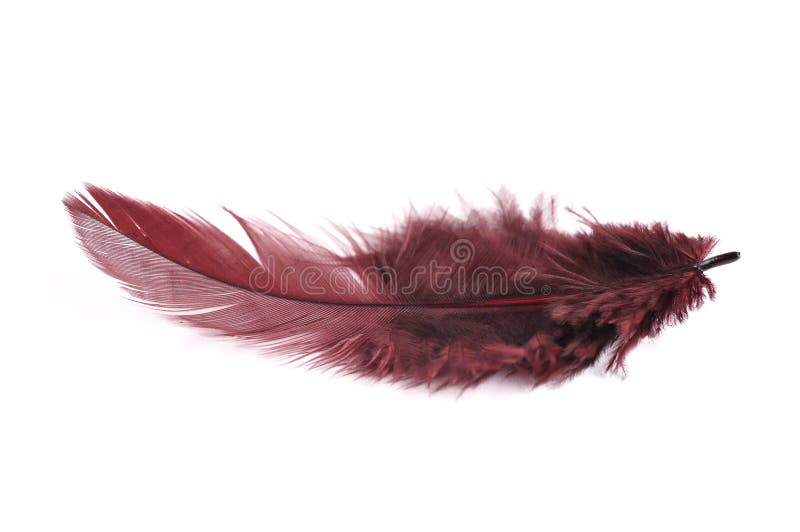 Red feather stock image. Image of animal, single, natural - 23557101