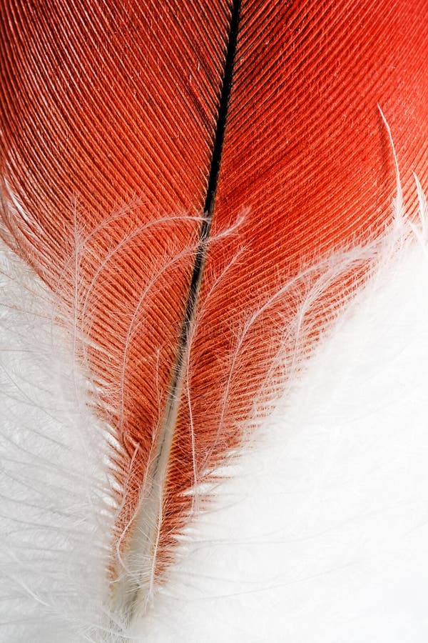 2,195 Falling Red Feather Stock Photos - Free & Royalty-Free Stock ...