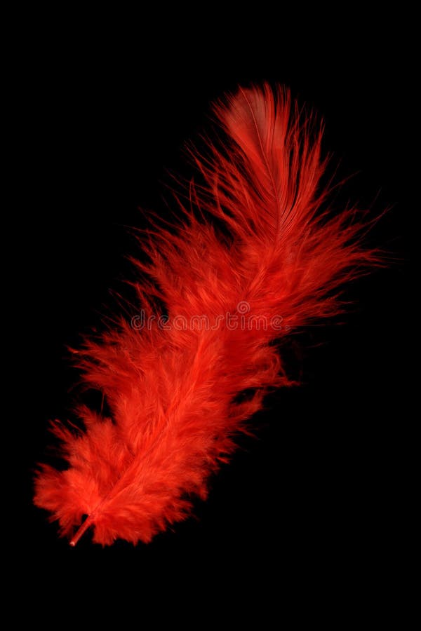 Red Feather stock image. Image of closeup, bird, wing - 13959639