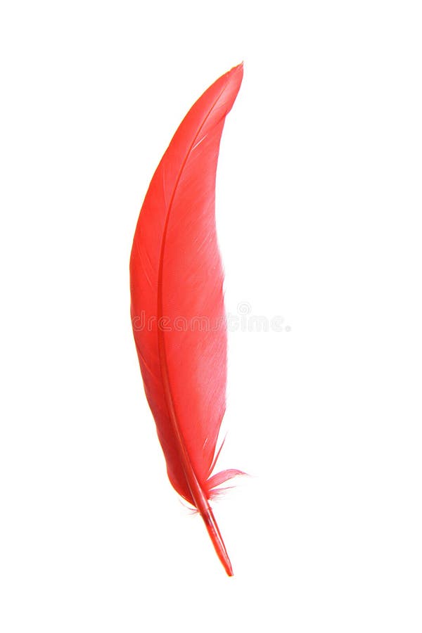 Red Feather stock image. Image of closeup, bird, wing - 13959639