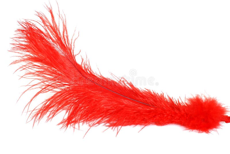 Red feather stock photo. Image of lightly, single, purity - 8366898