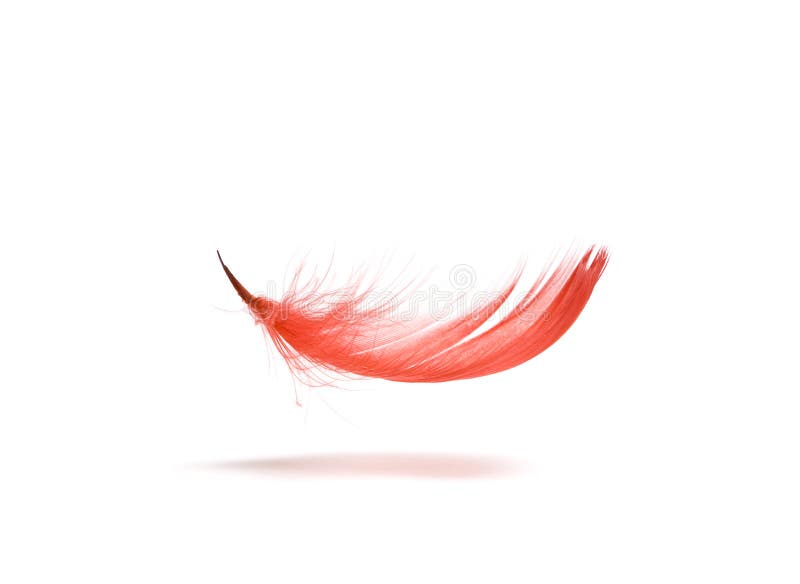 Red feather stock image. Image of concept, abstract, plumage - 8628427