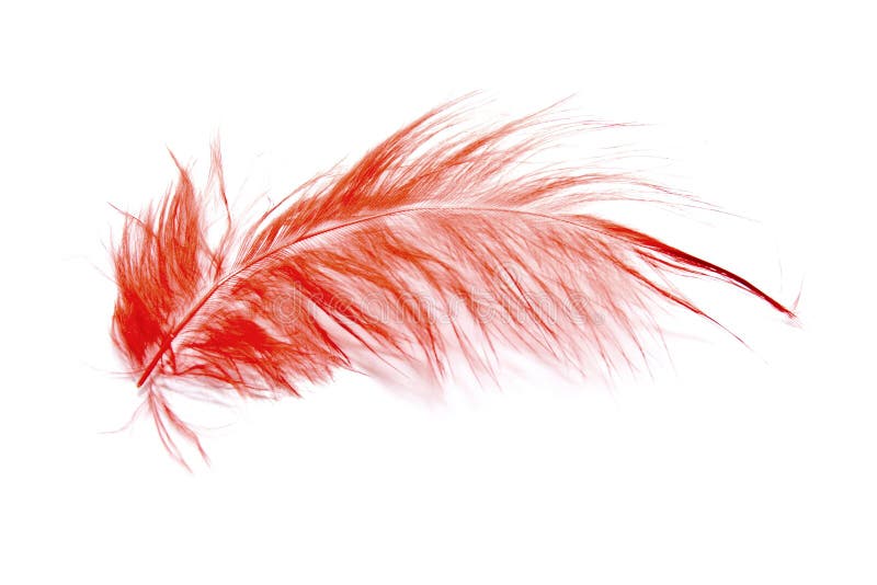 White Feather Free Stock Photos & Pictures, White Feather Royalty-Free ...
