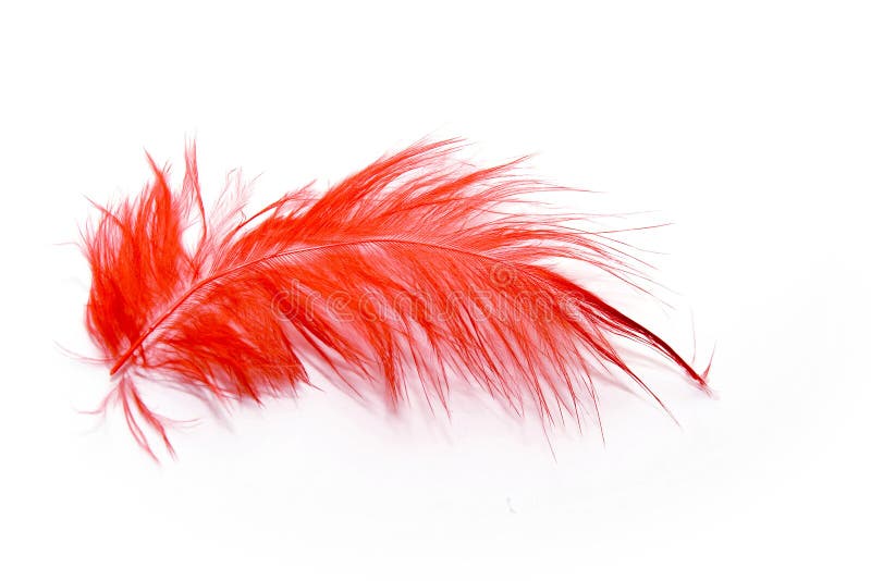 Red feather stock photo. Image of object, barb, fragility - 8812960