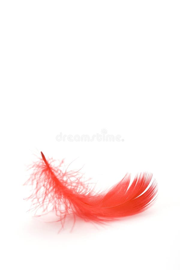 Feather borders stock image. Image of softness, soft, feathers - 1209007