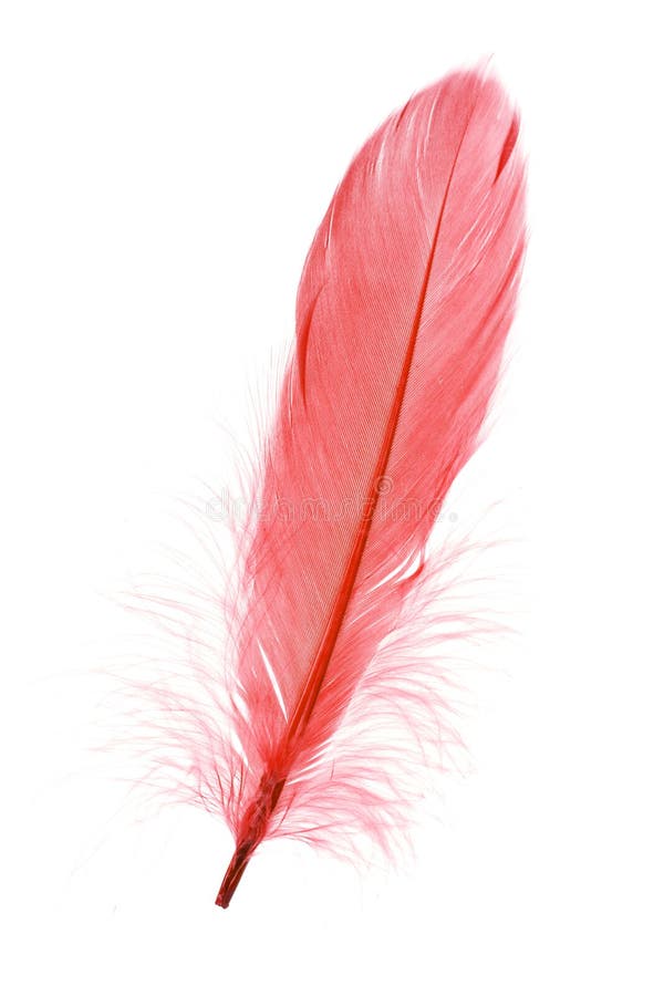 Red Feather stock image. Image of closeup, bird, wing - 13959639