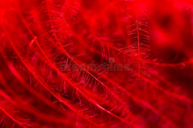 Red Feather As an Abstract Background Stock Photo - Image of decoration ...