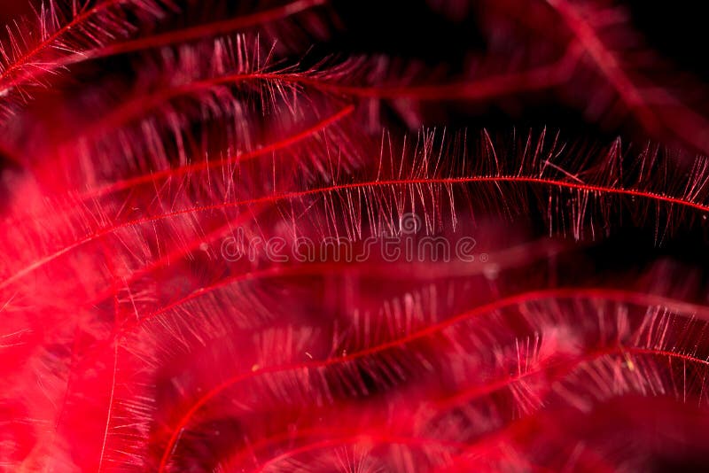 Red Feather As an Abstract Background Stock Image - Image of object ...