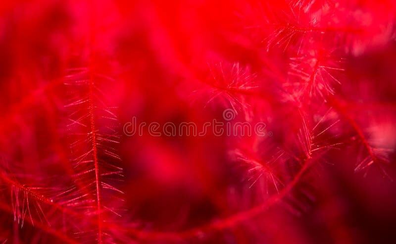 Red Feather As an Abstract Background Stock Image - Image of beautiful ...
