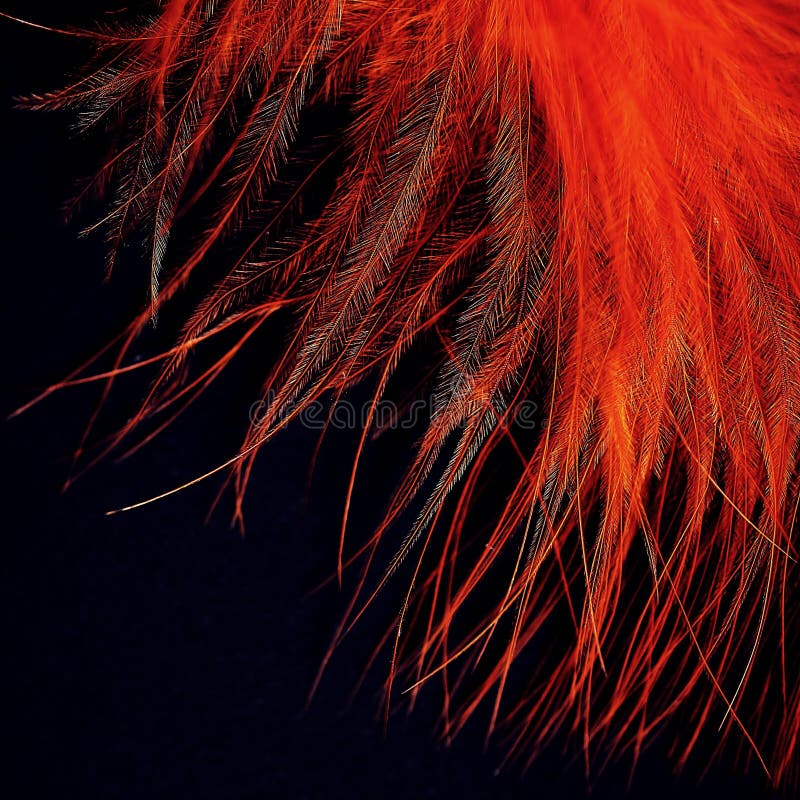 Red feather stock image. Image of bird, feather, beautiful - 30732289