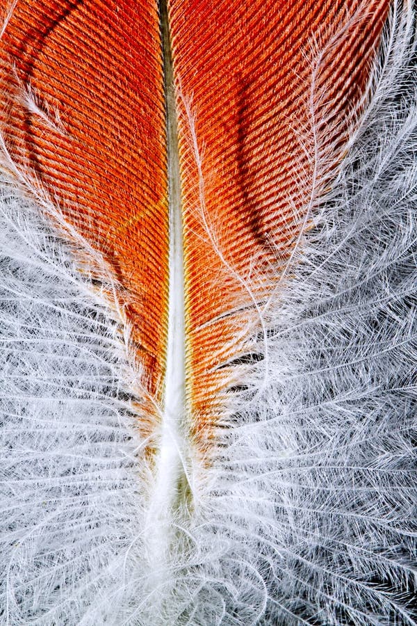 Red feather stock photo. Image of feather, lightly, falling - 37734568