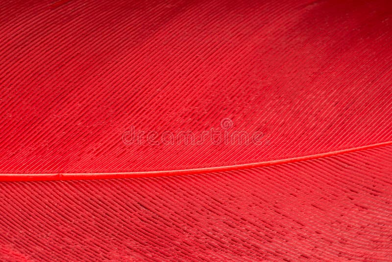 Red feather close up stock photo. Image of brown, color - 57306528