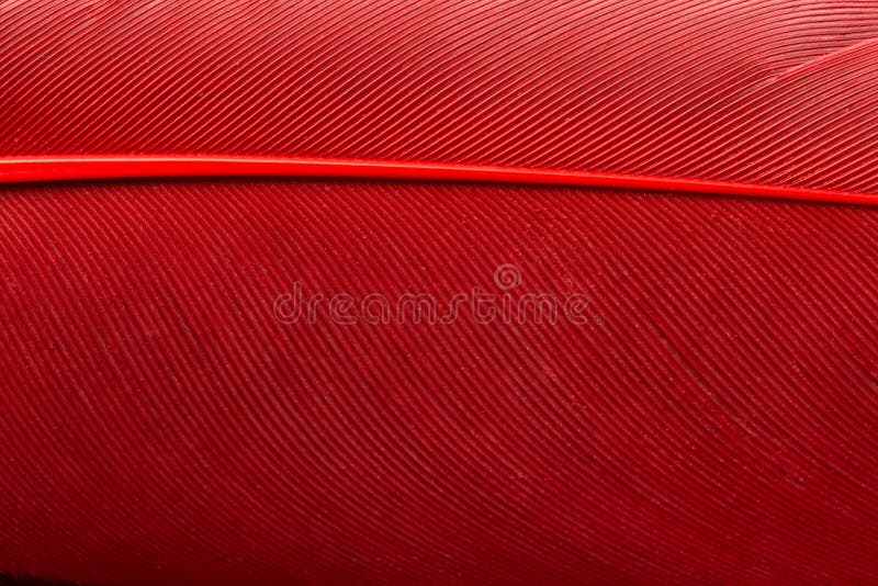 Red feather close up stock image. Image of detail, color - 57306597