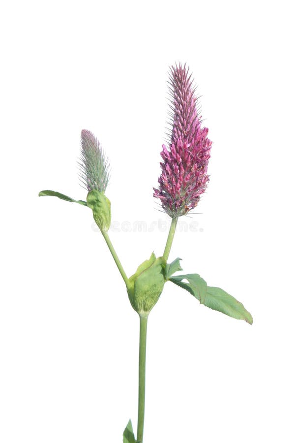 Red Feather Clover, Trifolium Rubens, Flower Close-up Stock Image ...