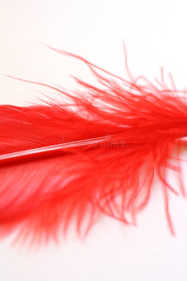 Feather Free Stock Photos & Pictures, Feather Royalty-Free and Public ...