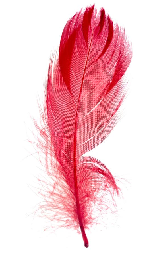 Red Feather Isolated on White Background Stock Photo - Image of macro ...