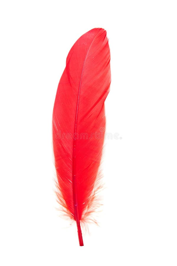 Red feather isolated stock image. Image of feather, feathers - 230482117