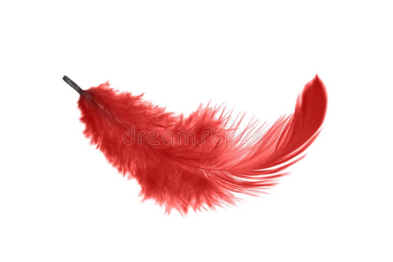 Red Feather Isolated on White Background. Dawn Feather. Stock Photo ...