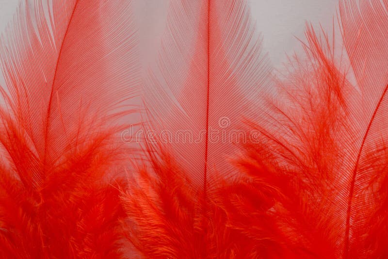 Red feather stock image. Image of soft, natural, elegance - 82267715