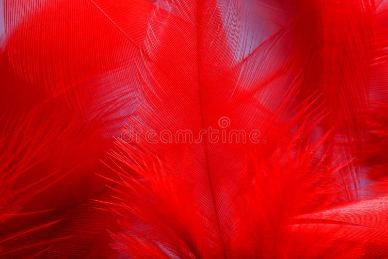 Red feather stock photo. Image of curve, element, detail - 82268096