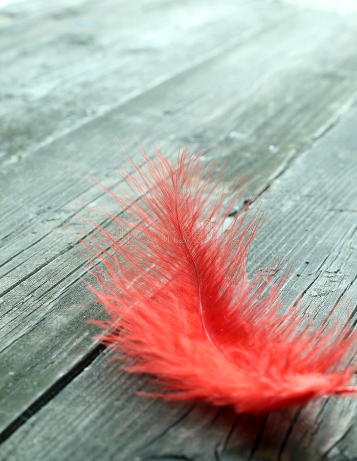 Red feather on old wooden stock image. Image of blue, nature - 7860957