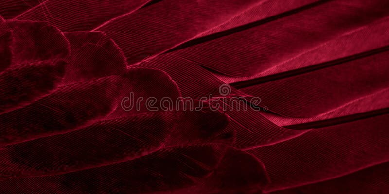 Red Feather Pigeon Macro Photo. Texture or Background Stock Image ...