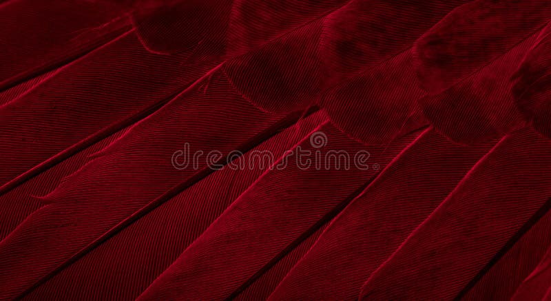 Red Feather Pigeon Macro Photo. Texture or Background Stock Image ...