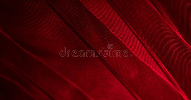 Red Feather Pigeon Macro Photo. Texture or Background Stock Image ...