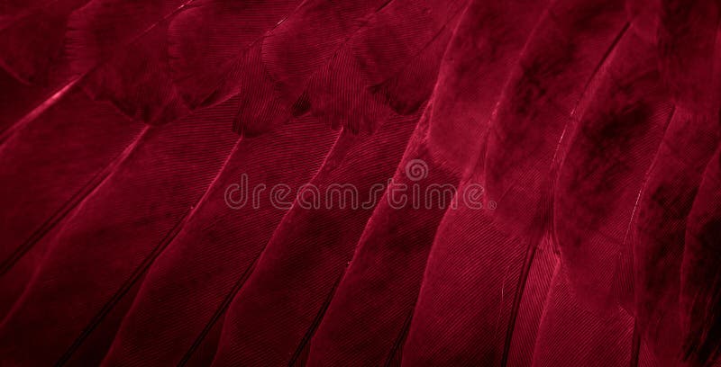 Red Feather Pigeon Macro Photo. Texture or Background Stock Image ...