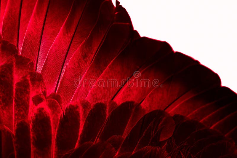 Red Feather Pigeon Macro Photo. Texture or Background Stock Image ...