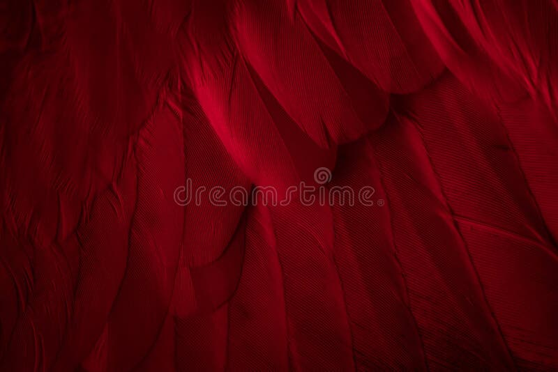 Red Feather Pigeon Macro Photo. Texture or Background Stock Photo ...