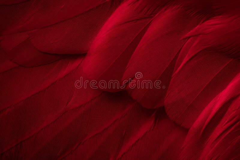 Red Feather Pigeon Macro Photo. Texture or Background Stock Photo ...