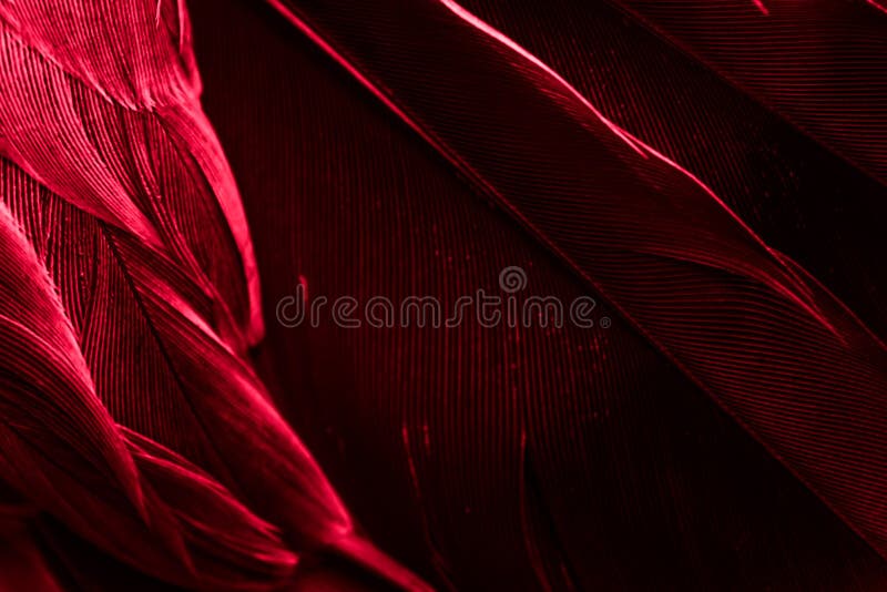 Red Feather Pigeon Macro Photo. Texture or Background Stock Image ...