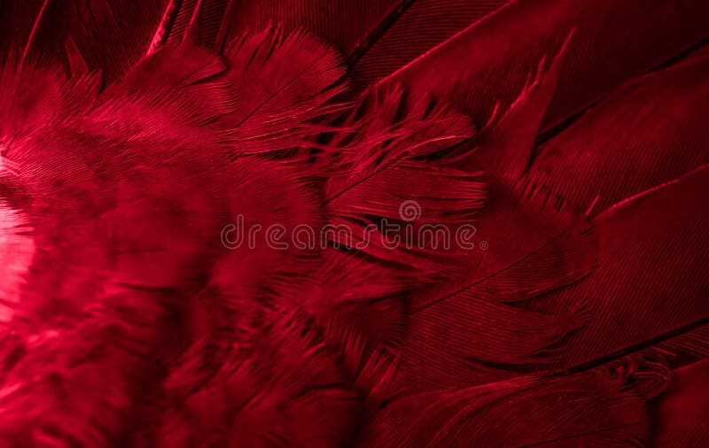 Red Feather Pigeon Macro Photo. Texture or Background Stock Photo ...